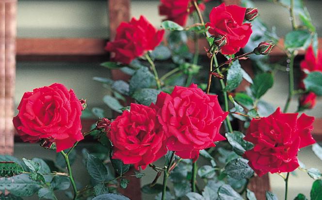 The summer is looking rosy! Here's our guide to roses... - The Sloaney
