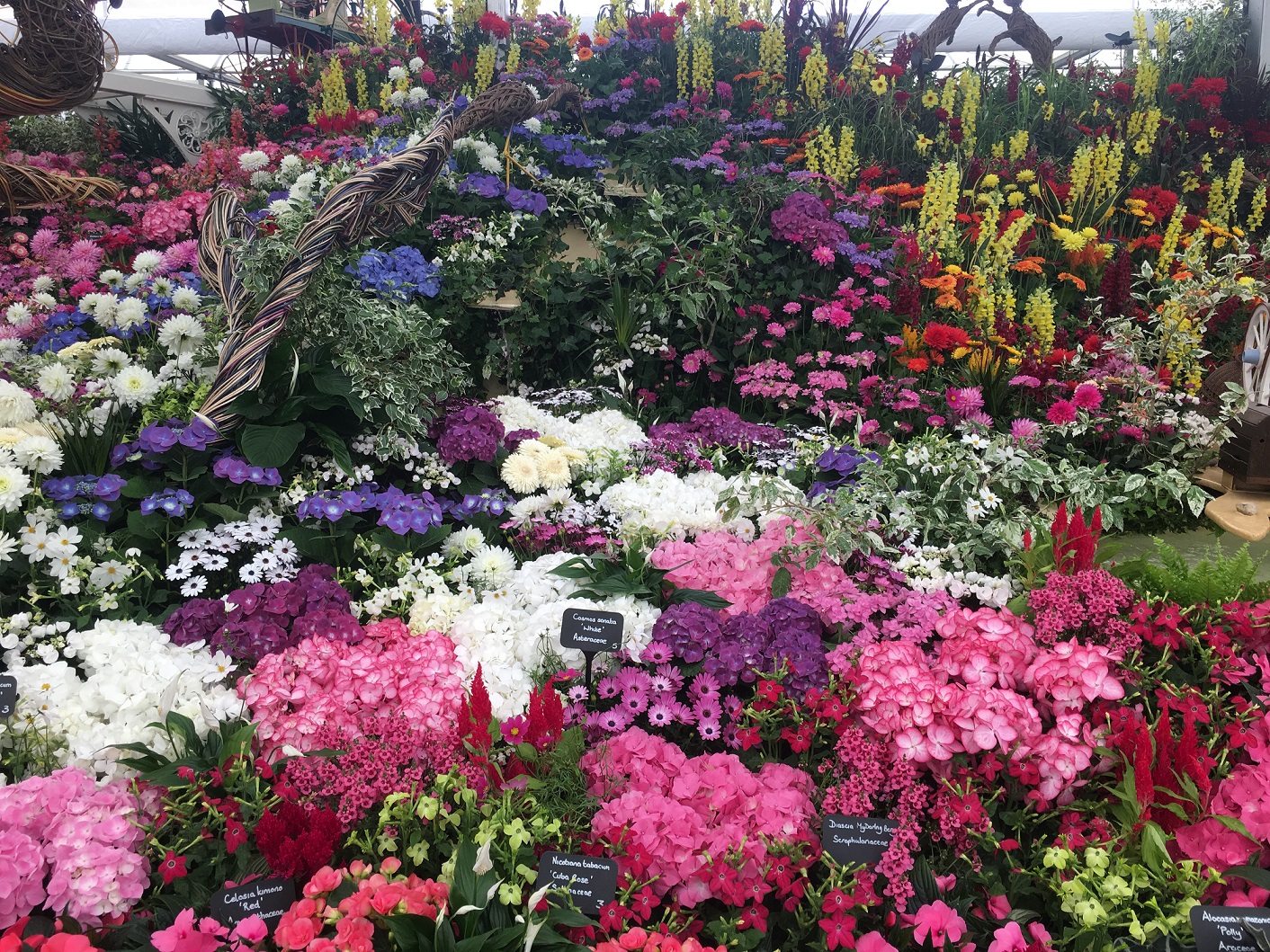 RHS Chelsea Flower Show 2018: World’s most famous flower show returns ...