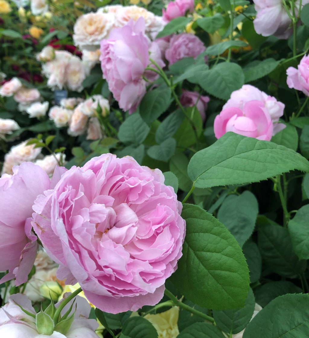 The Duchess of Cambridge introduces her garden to the Queen at the RHS ...
