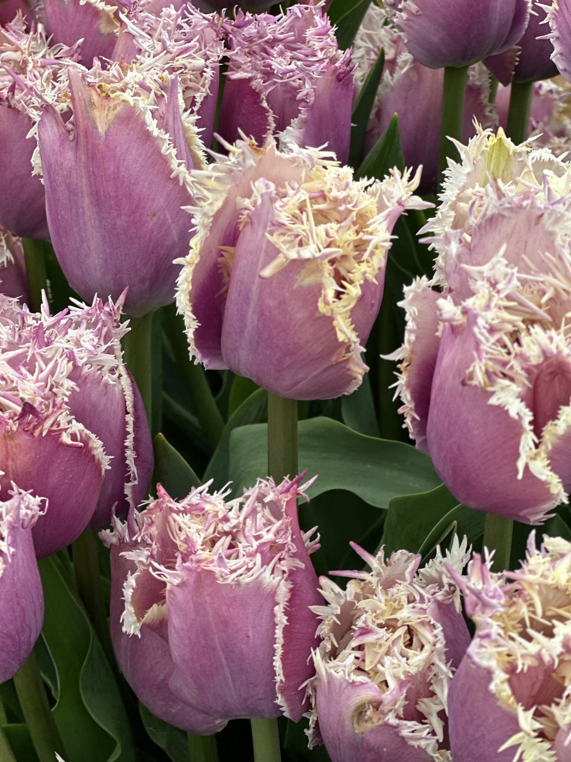 RHS Chelsea Flower Show: Stunning tulips steal the show in the Great ...