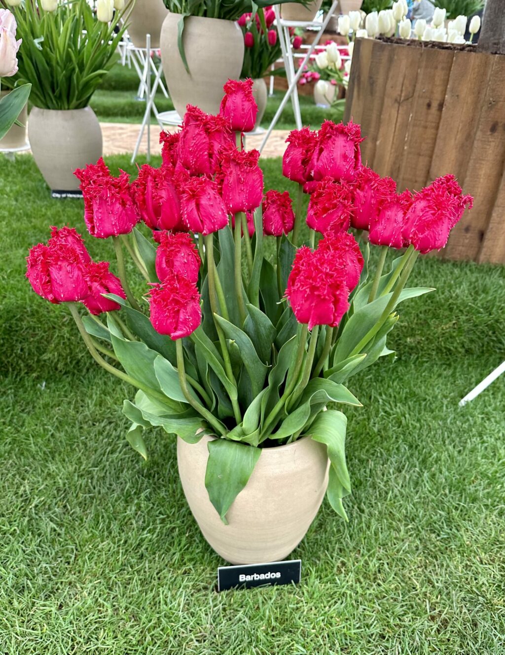 RHS Chelsea Flower Show: Stunning tulips steal the show in the Great ...