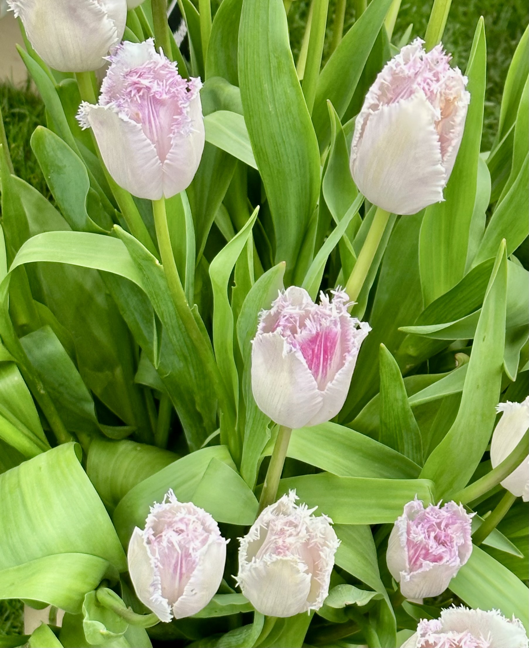 RHS Chelsea Flower Show: Stunning tulips steal the show in the Great ...