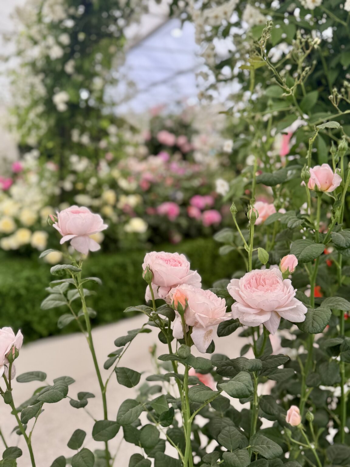 RHS Chelsea Flower Show 2025: A stunning display by David Austin and ...