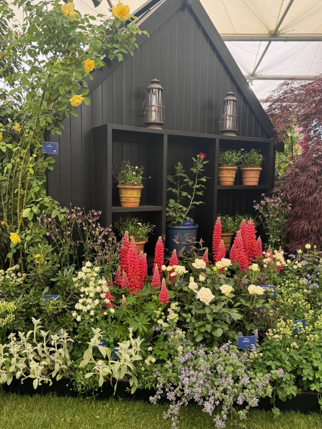 RHS Chelsea Flower Show 2025: Highlights from the Great Pavilion - The ...